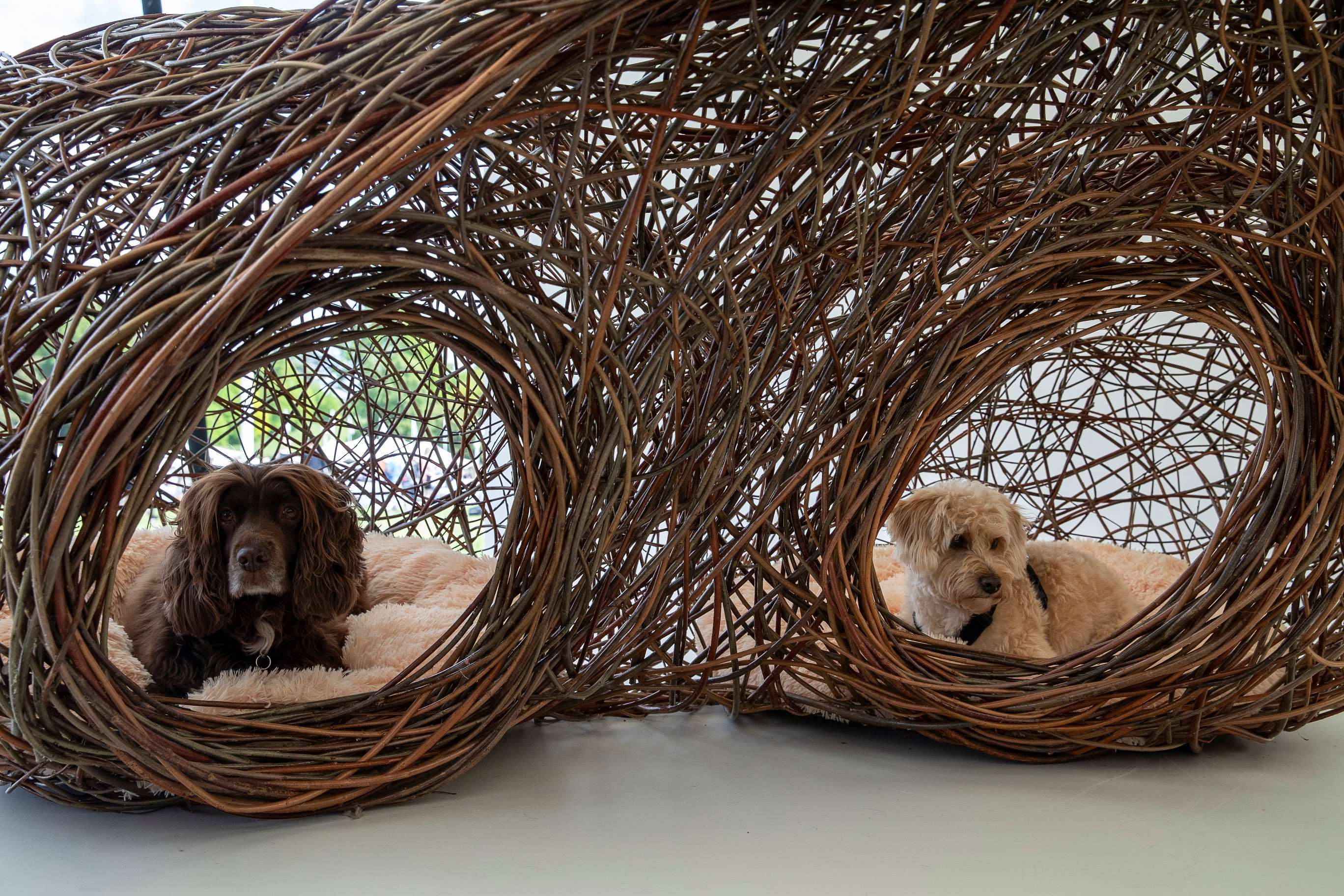 On your marks, jet-set, go! Goodwoof's Barkitecture competition ...