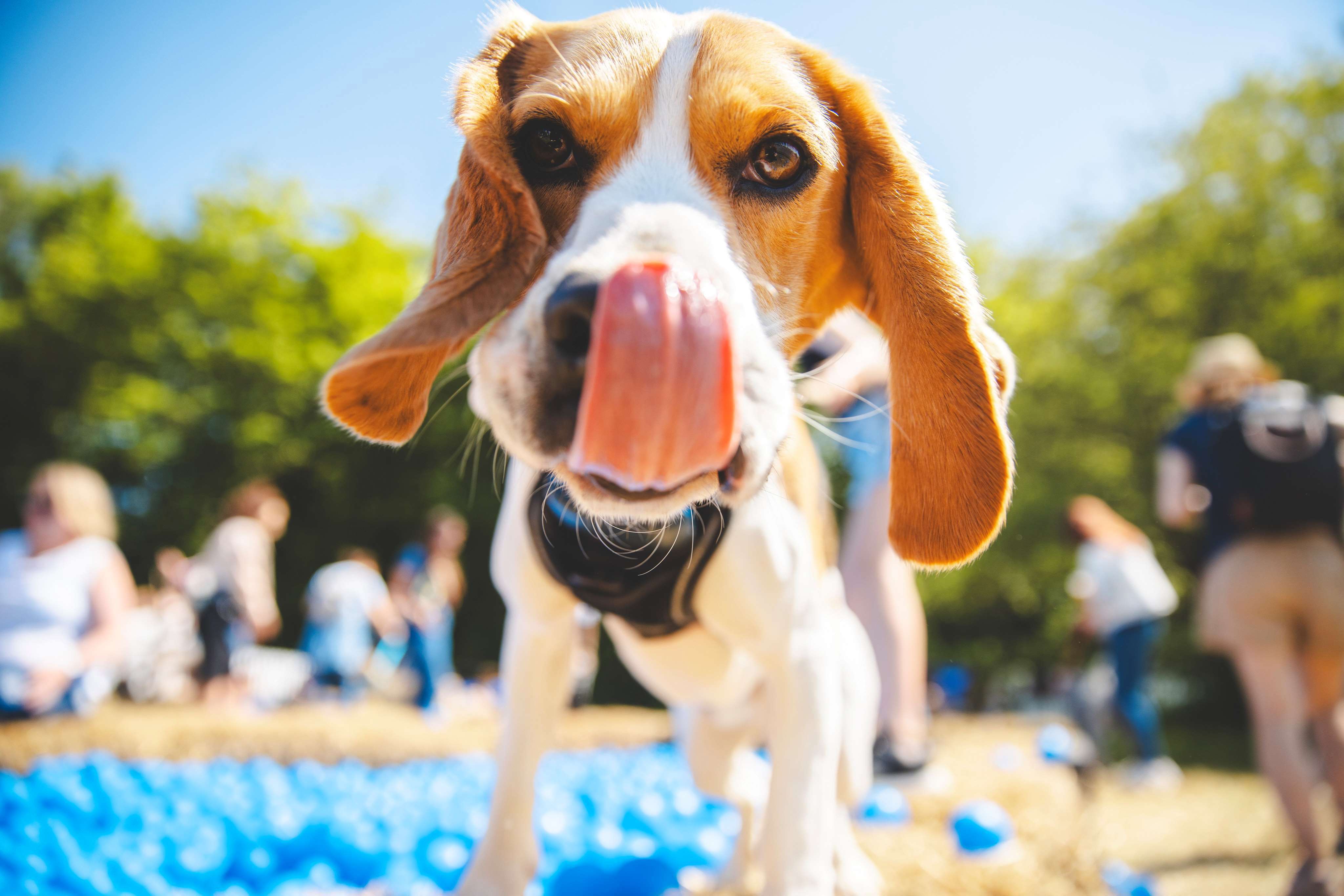 A paw-fect weekend: Goodwoof 2024 | Goodwood Media Centre