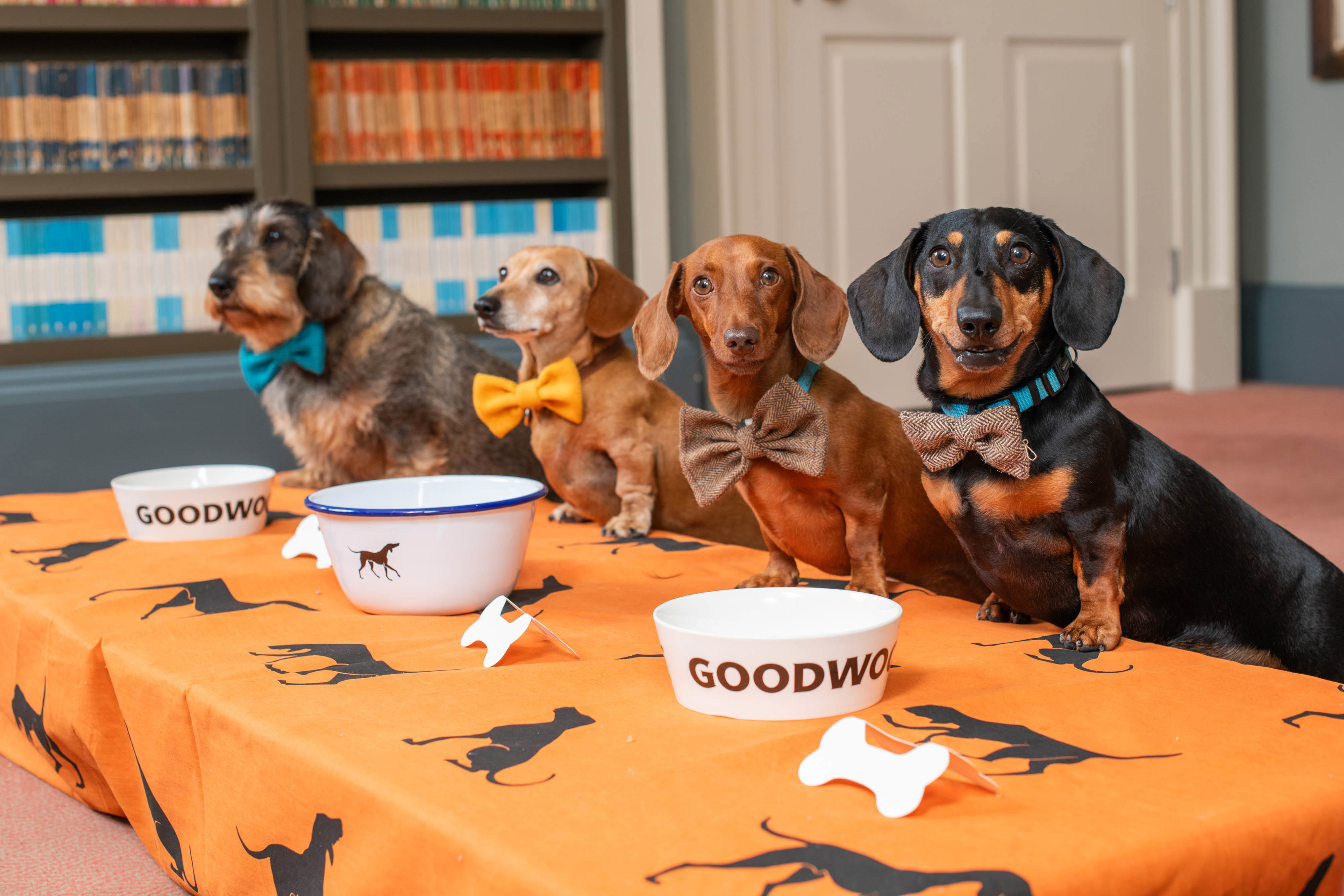 Hot Dog! Dachshund announced as celebrated breed at Goodwoof 2025 ...