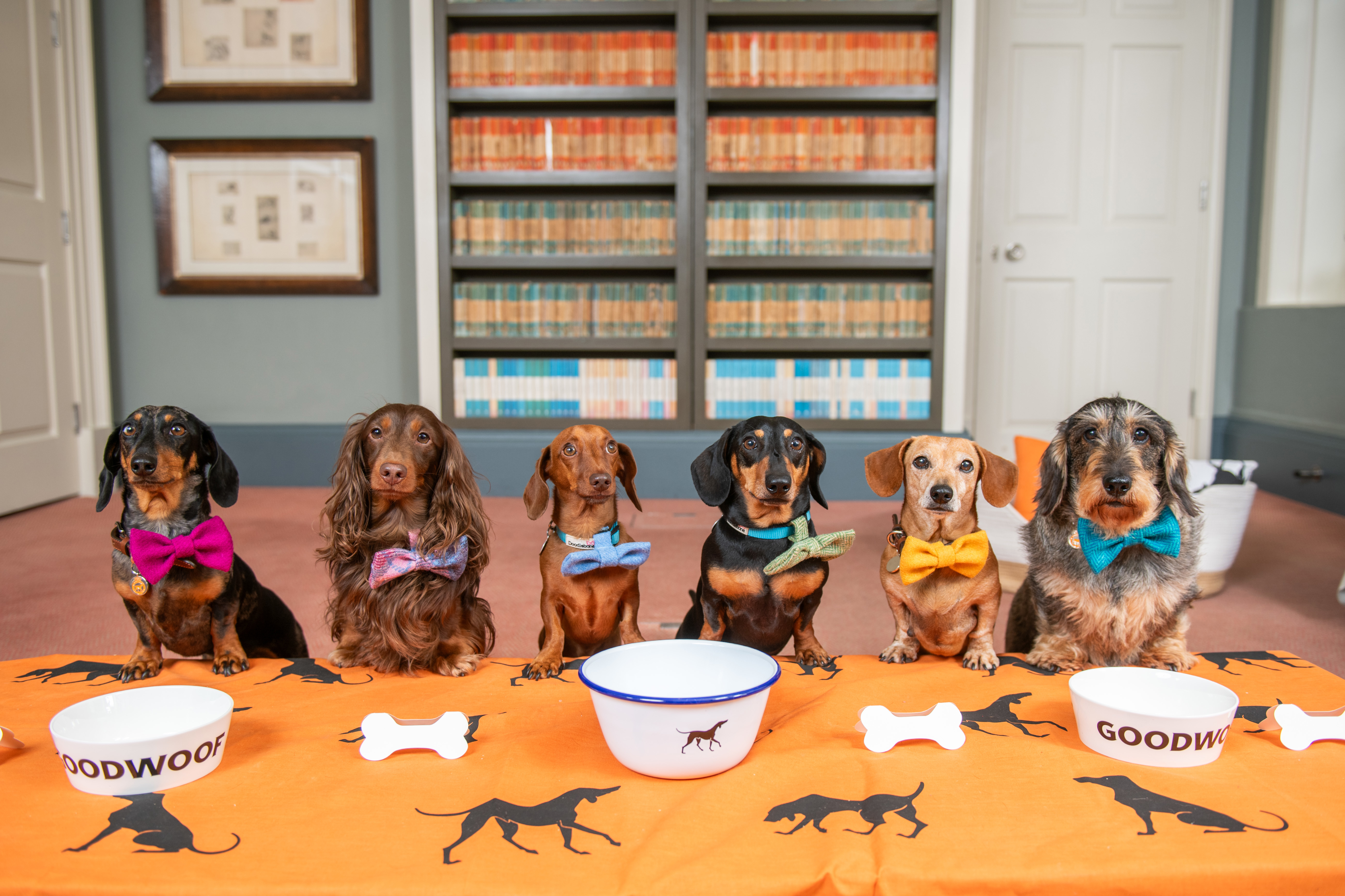 Hot Dog! Dachshund announced as celebrated breed at Goodwoof 2025 ...