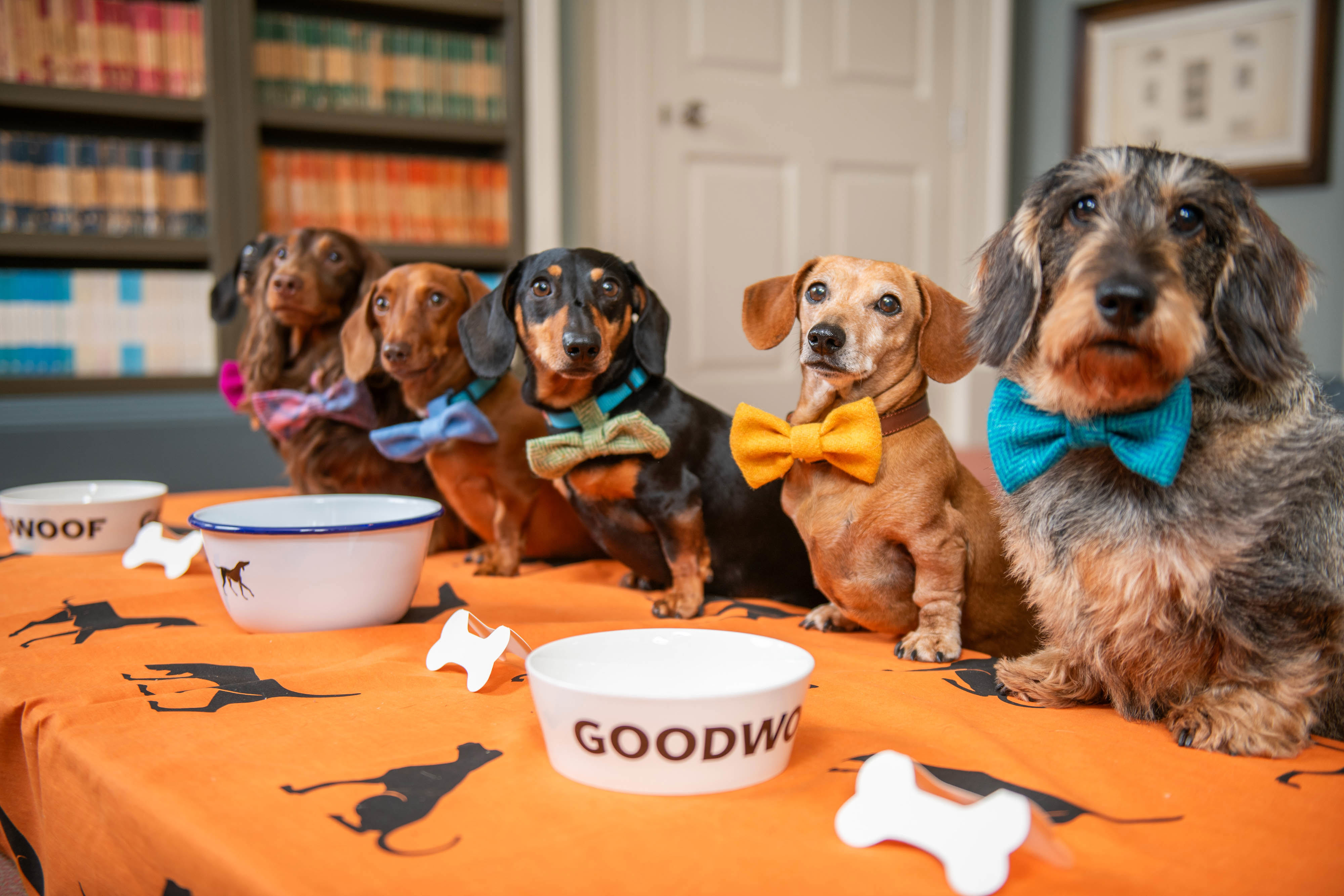 Hot Dog! Dachshund announced as celebrated breed at Goodwoof 2025 ...