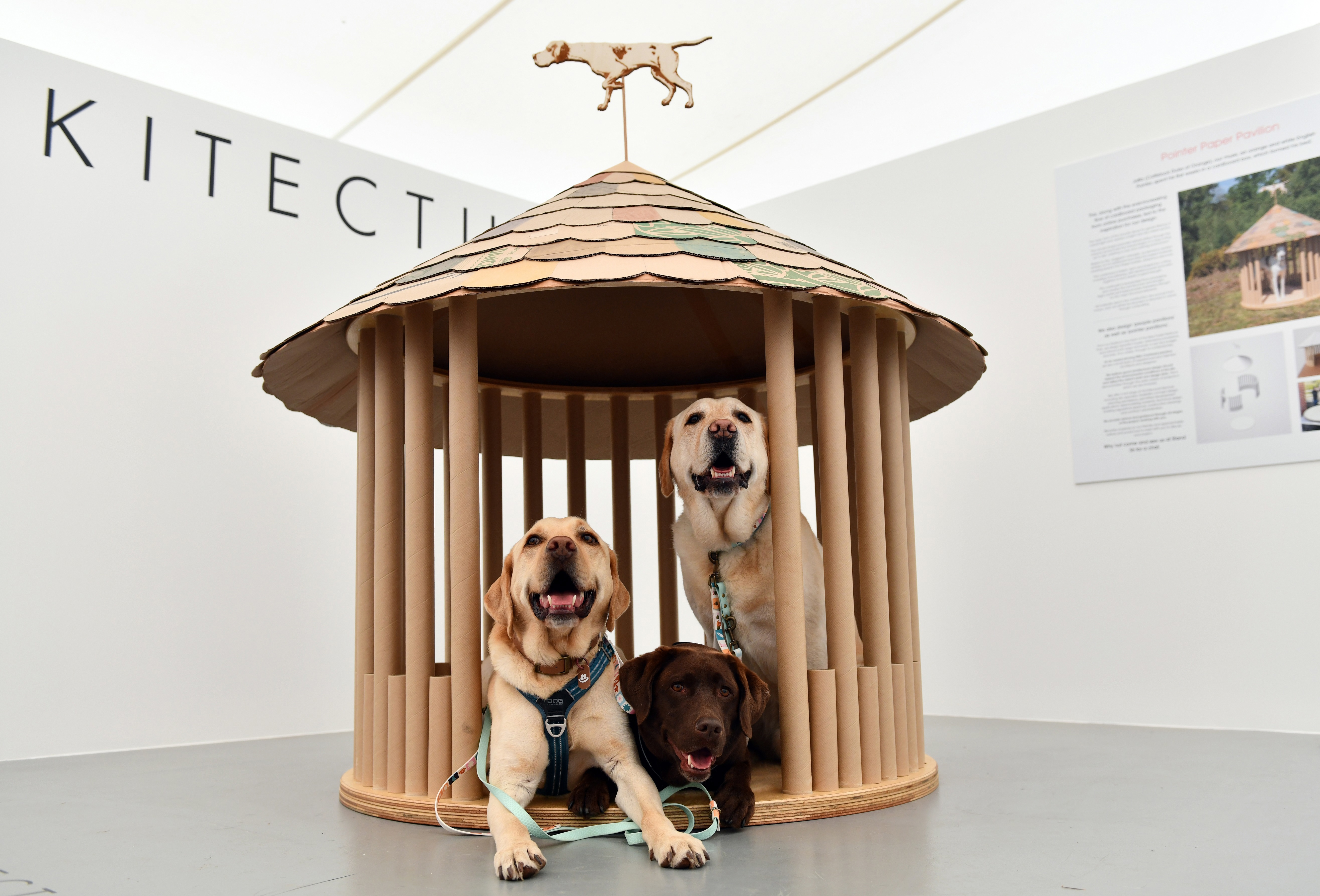 A tail of success: Goodwoof 2025 | Goodwood Media Centre