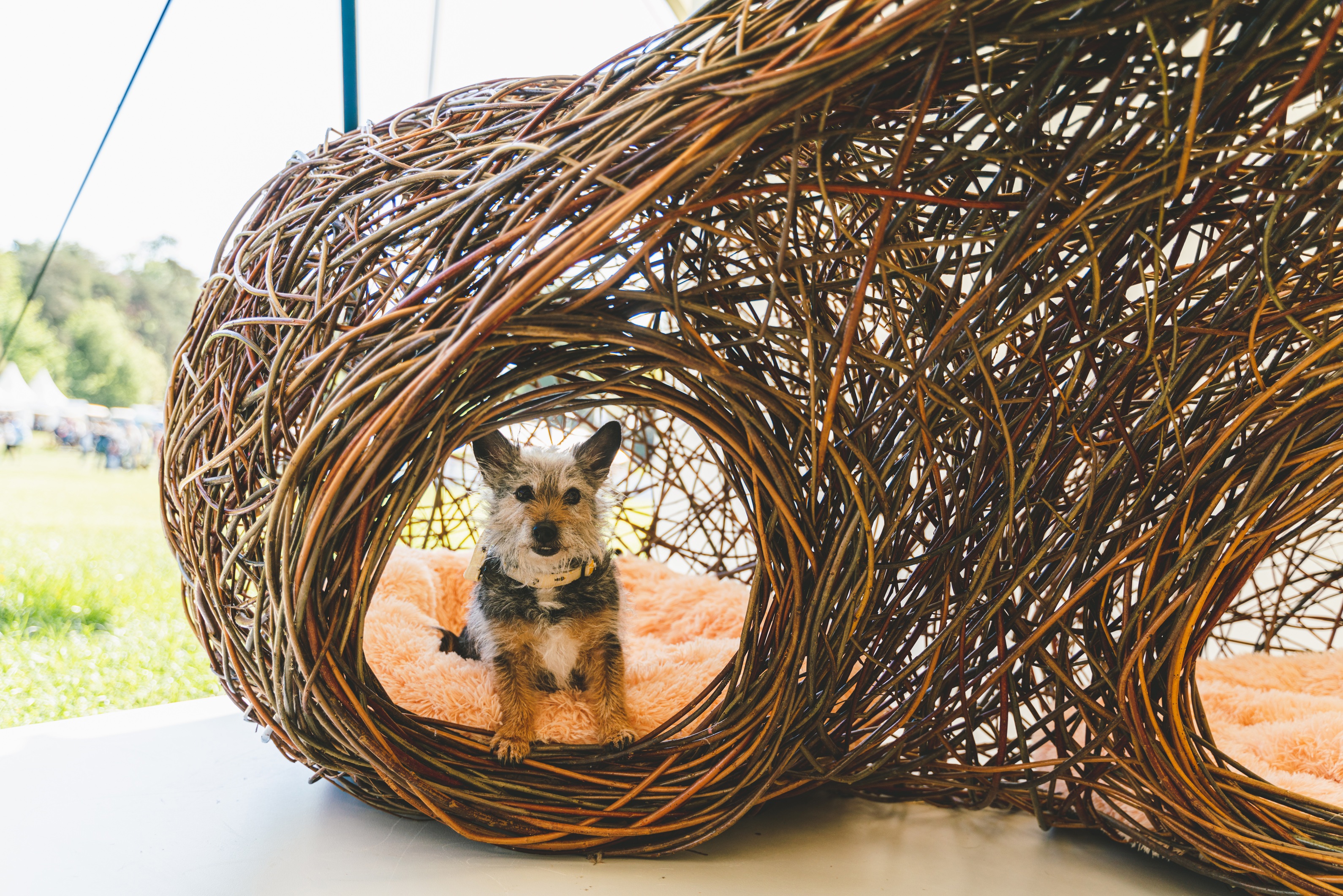 A giant leap for dogkind: Goodwoof’s Barkitecture competition ...