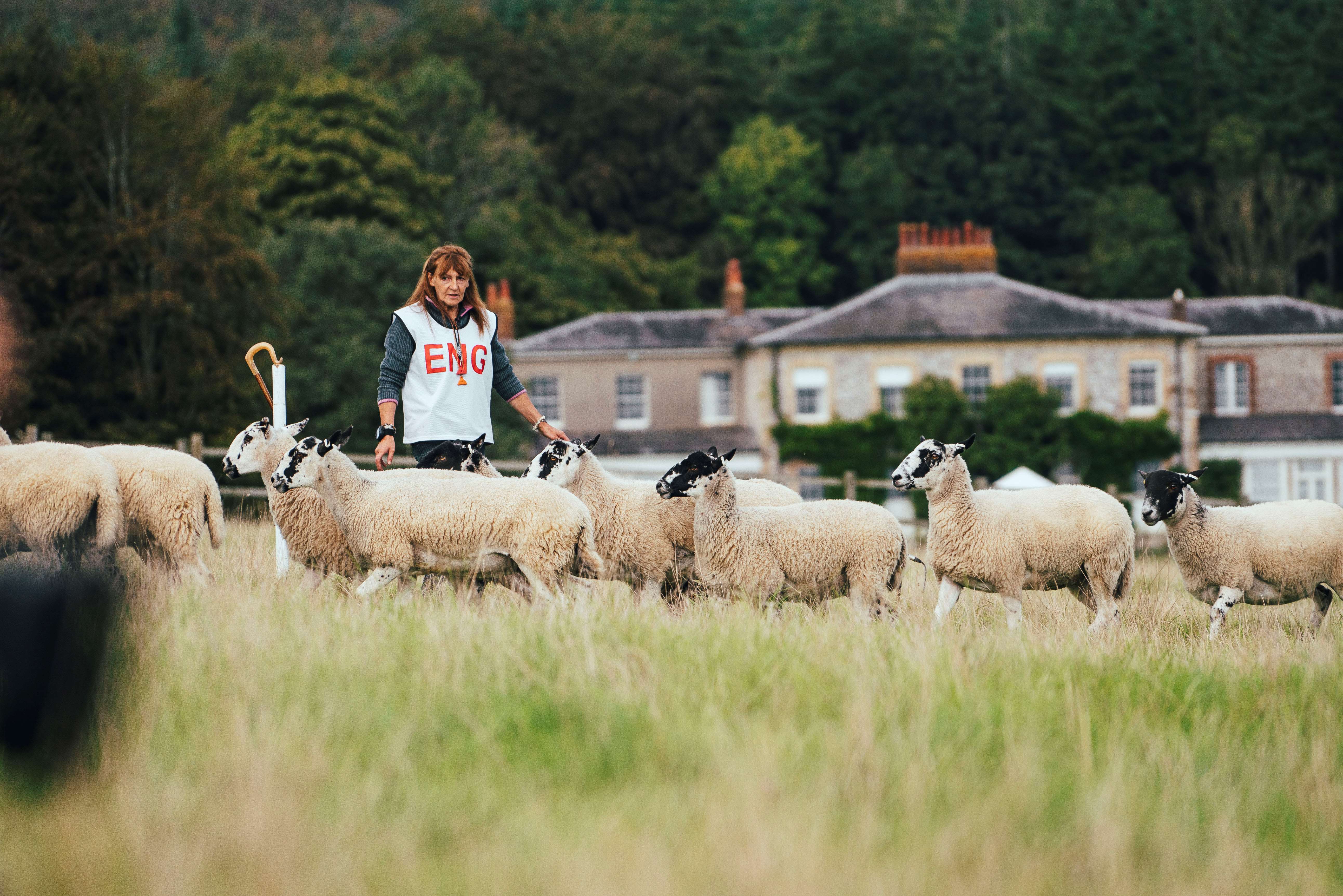 Goodwood - BBC Countryfile Meets One Man and His Dog | Goodwood Media ...