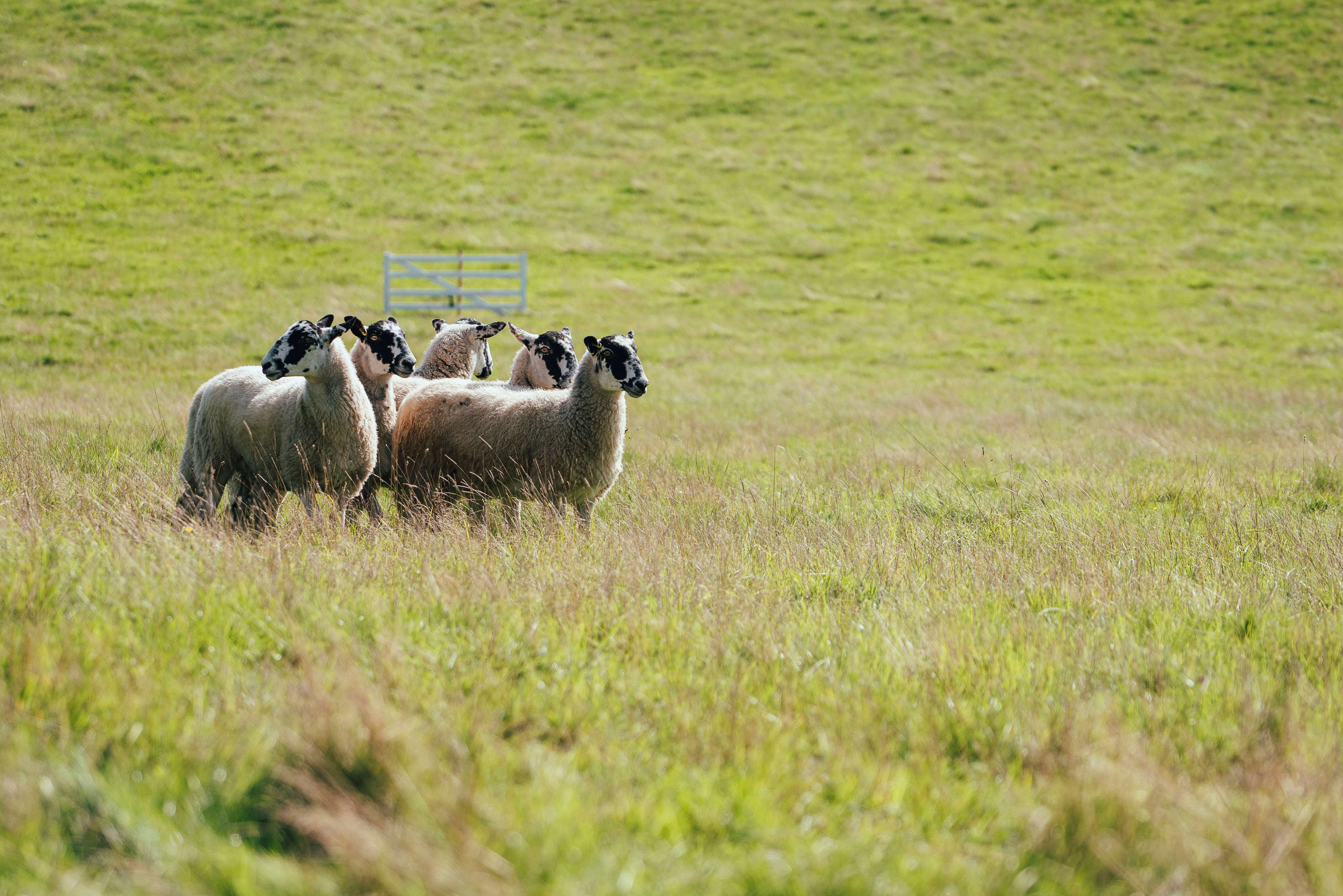 Goodwood - BBC Countryfile Meets One Man and His Dog | Goodwood Media ...
