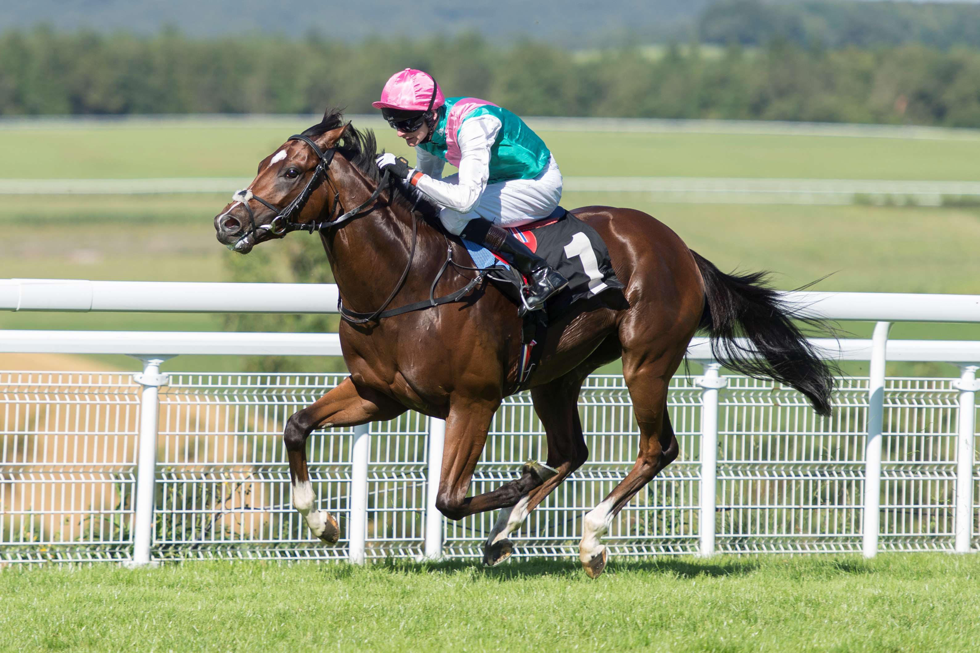 Seven Heavens follows father Frankel | Goodwood Media Centre